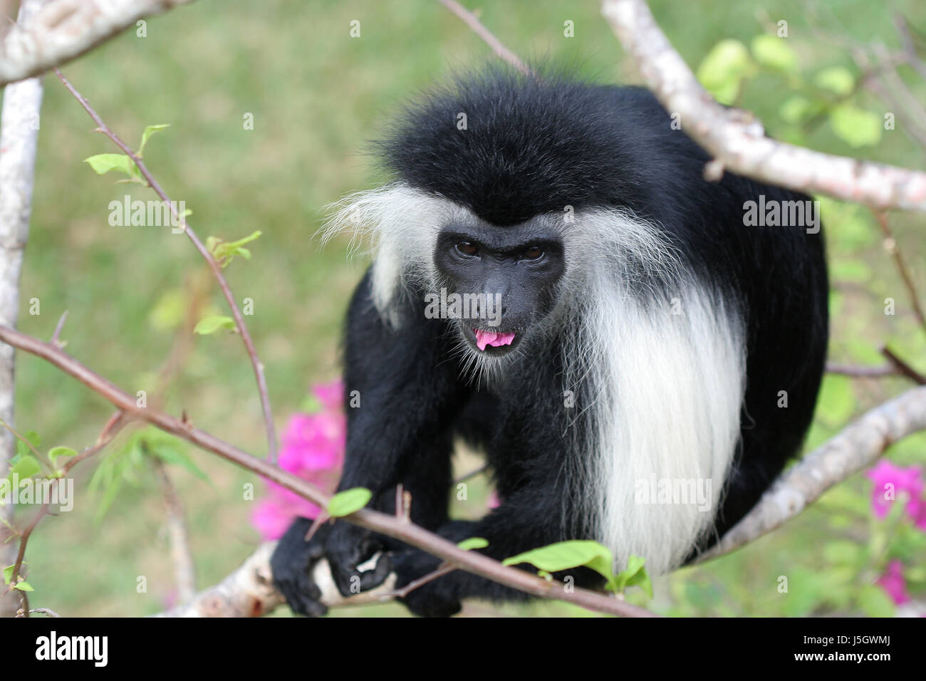 not look at me when to eat Stock Photo - Alamy