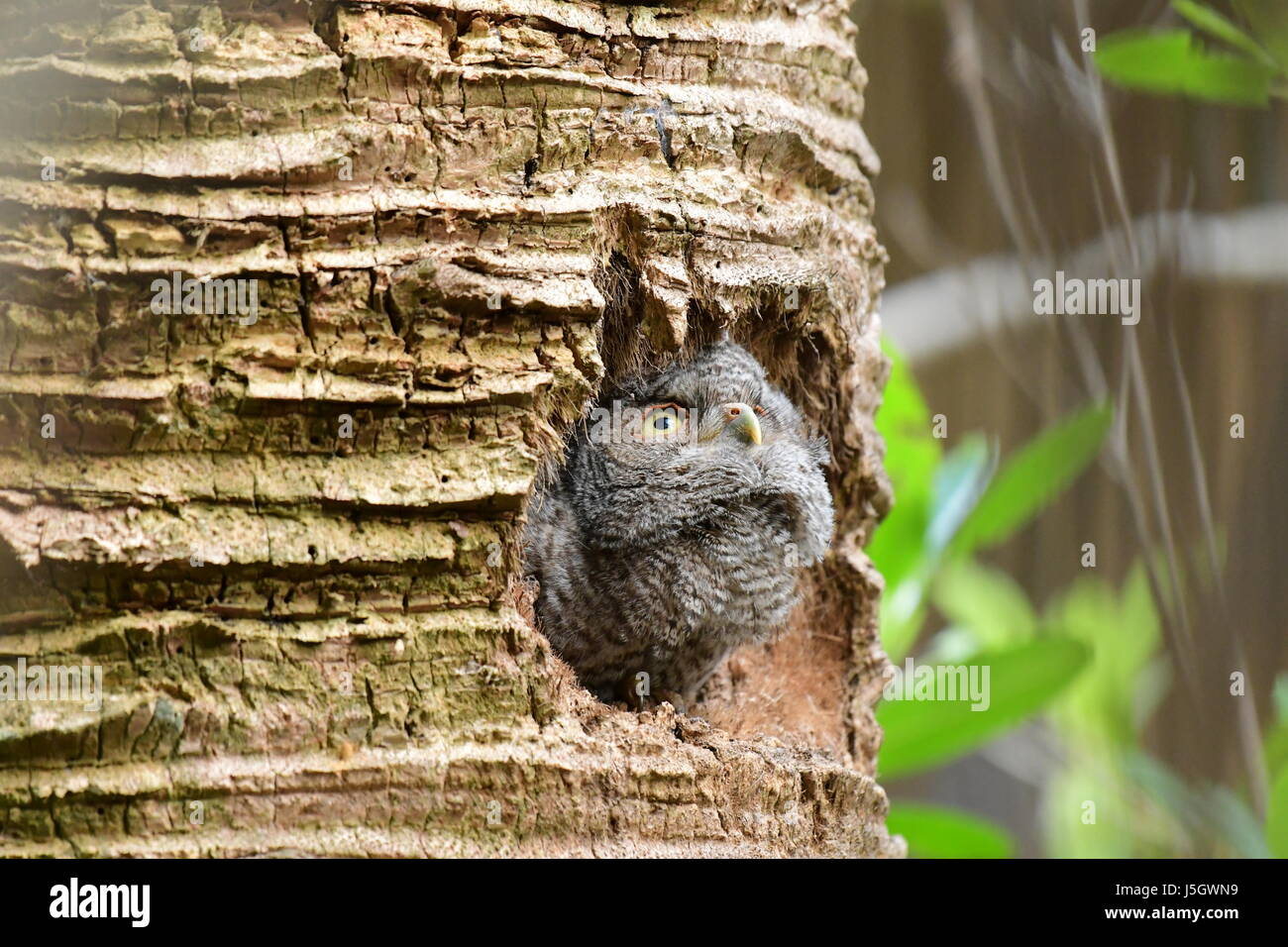 Baby screech owl peeks out of nest Stock Photo - Alamy