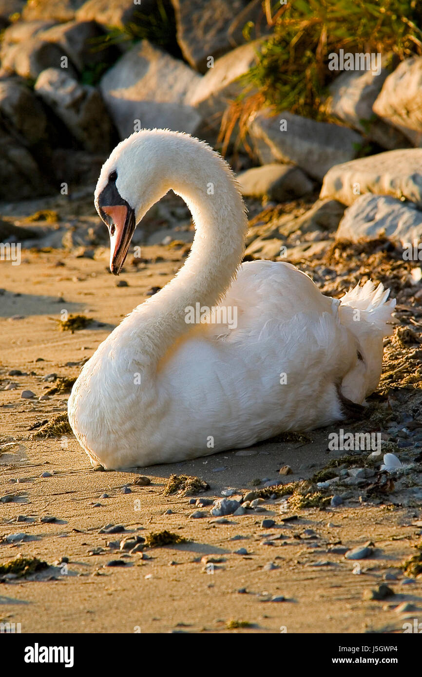 animal bird sunset animals beach seaside the beach seashore swan birds ...