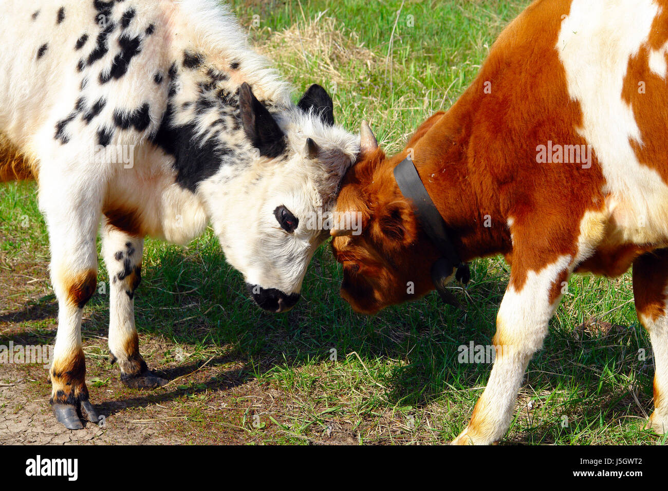 Two bulls butt on a meadow Stock Photo - Alamy