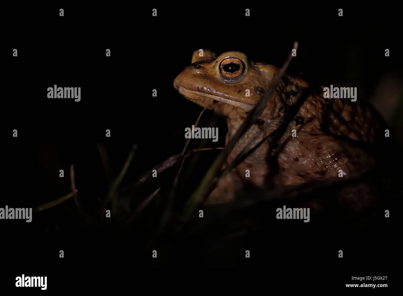 toads females no.3 Stock Photo - Alamy