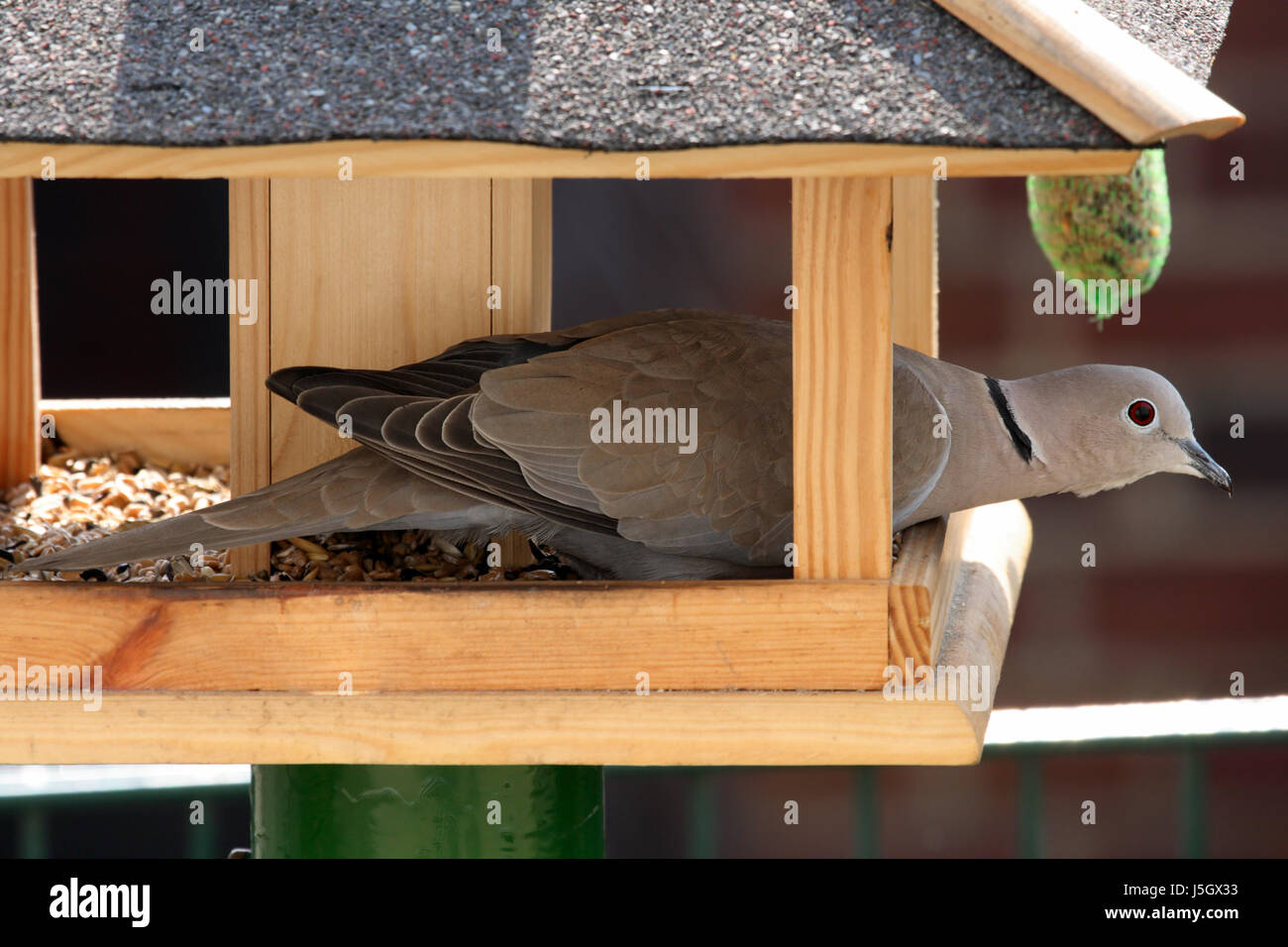 bird birds coloured to gorge engulf devour sunshine centre punch pigeon ...