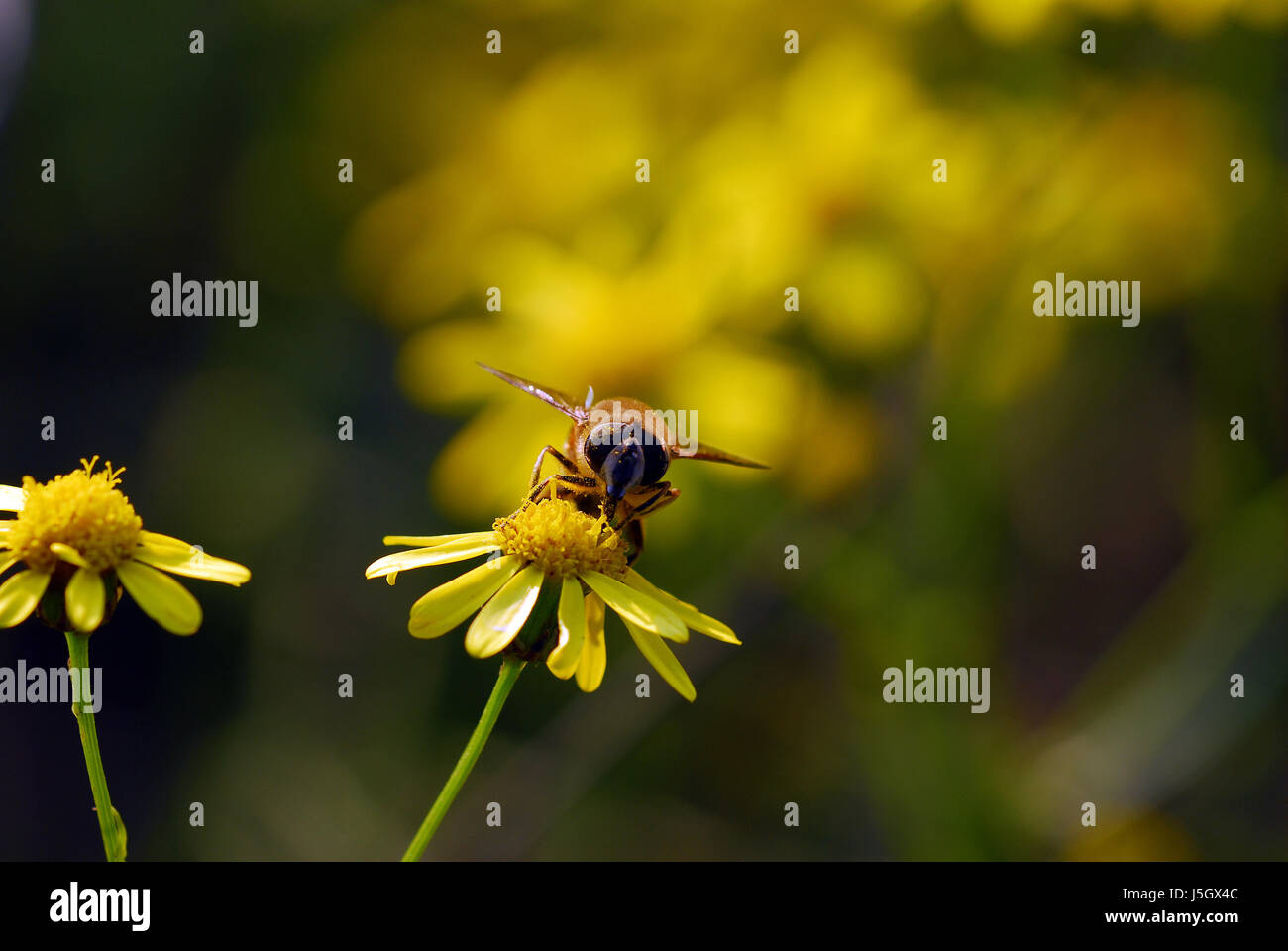 flower plant insects bloom blossom flourish flourishing fly yellow ...