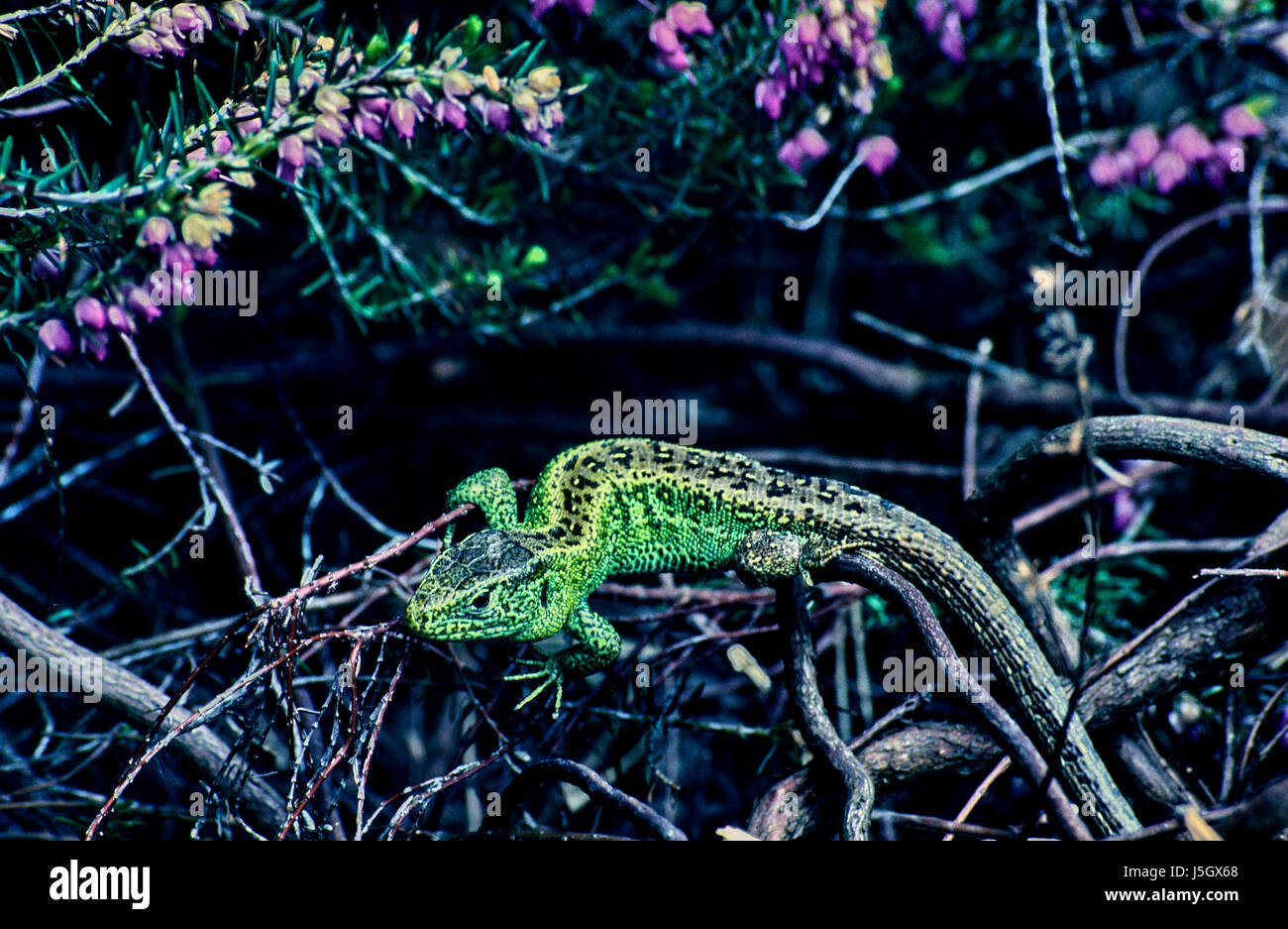 reptile lizard armored saurian armour reptiles crawler lacerta lezard ...