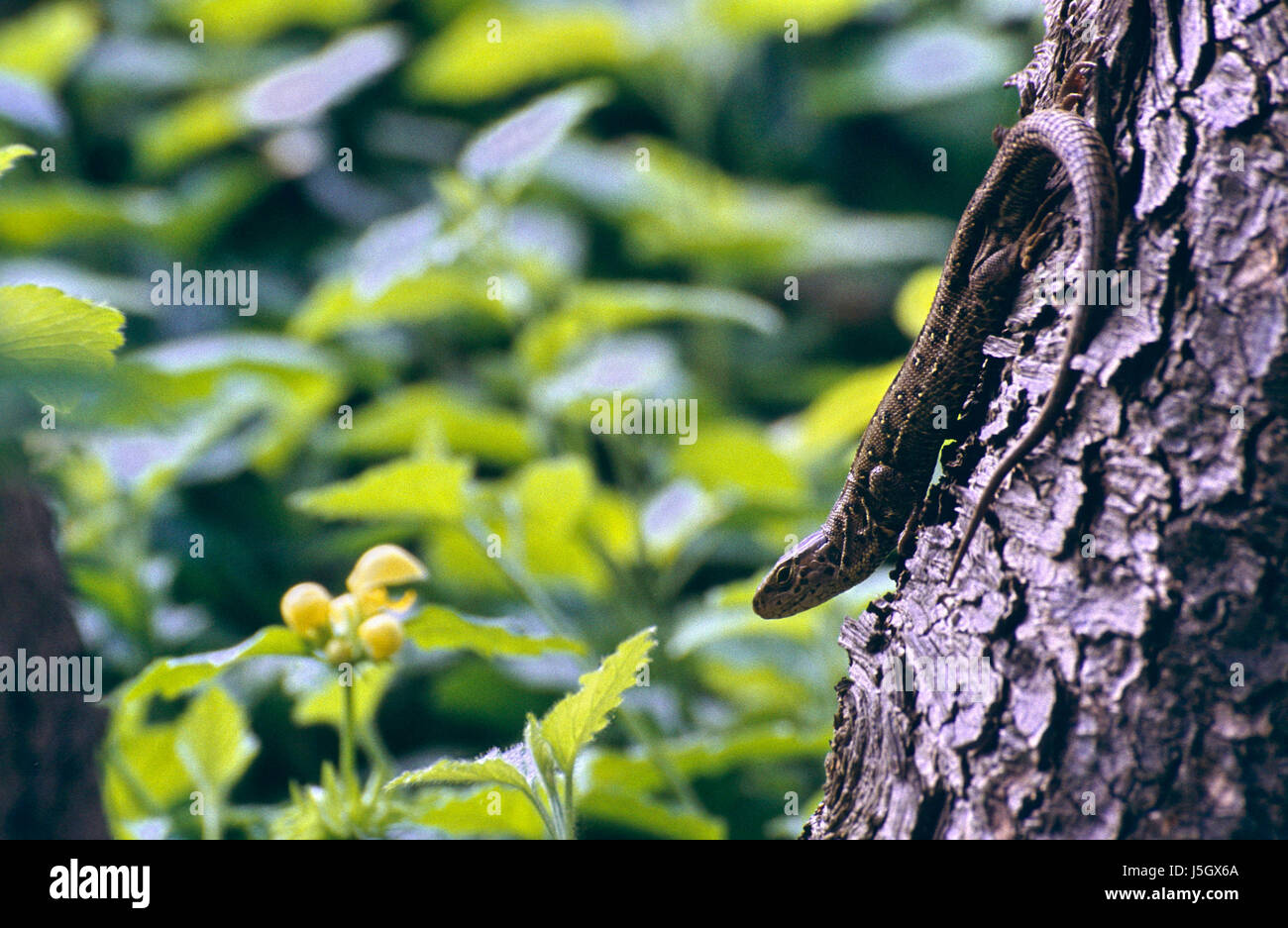 reptile lizard armored saurian armour reptiles crawler lacerta lezard ...