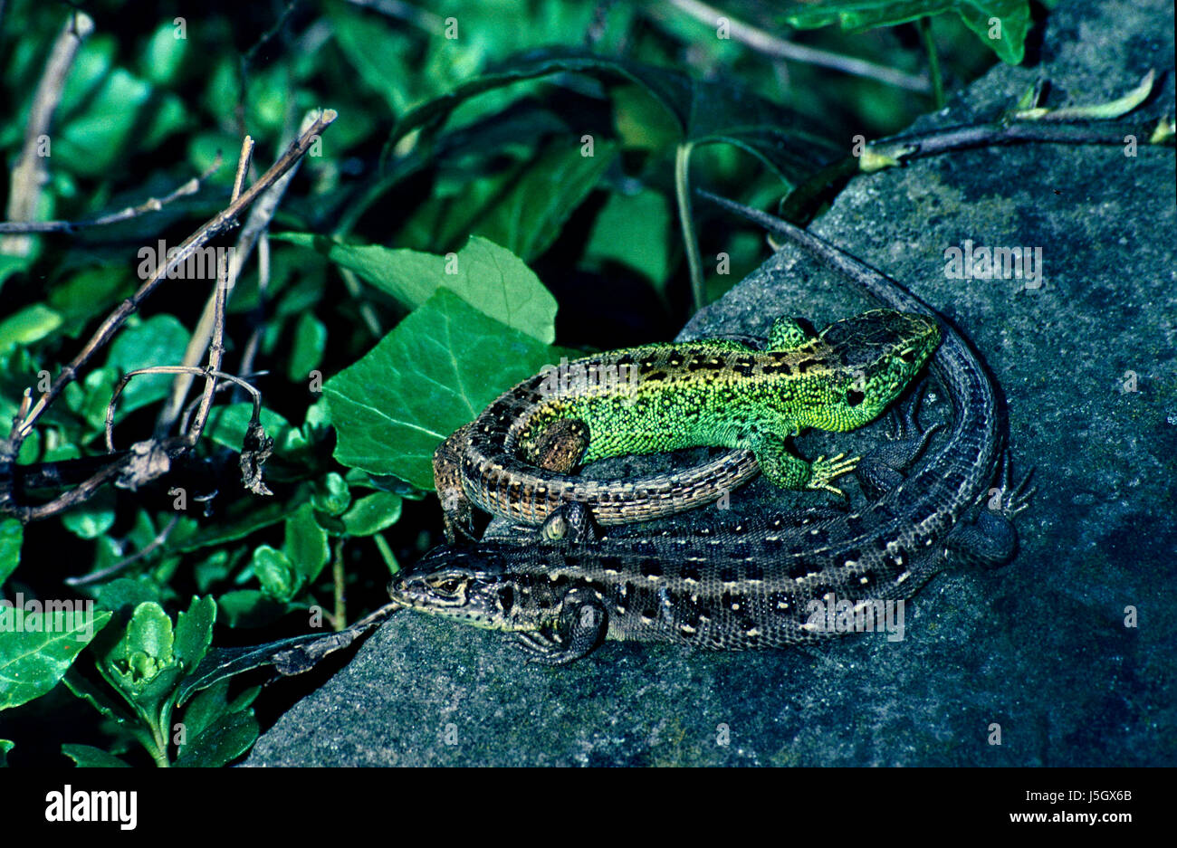 reptile lizard armored saurian armour reptiles crawler lacerta lezard ...