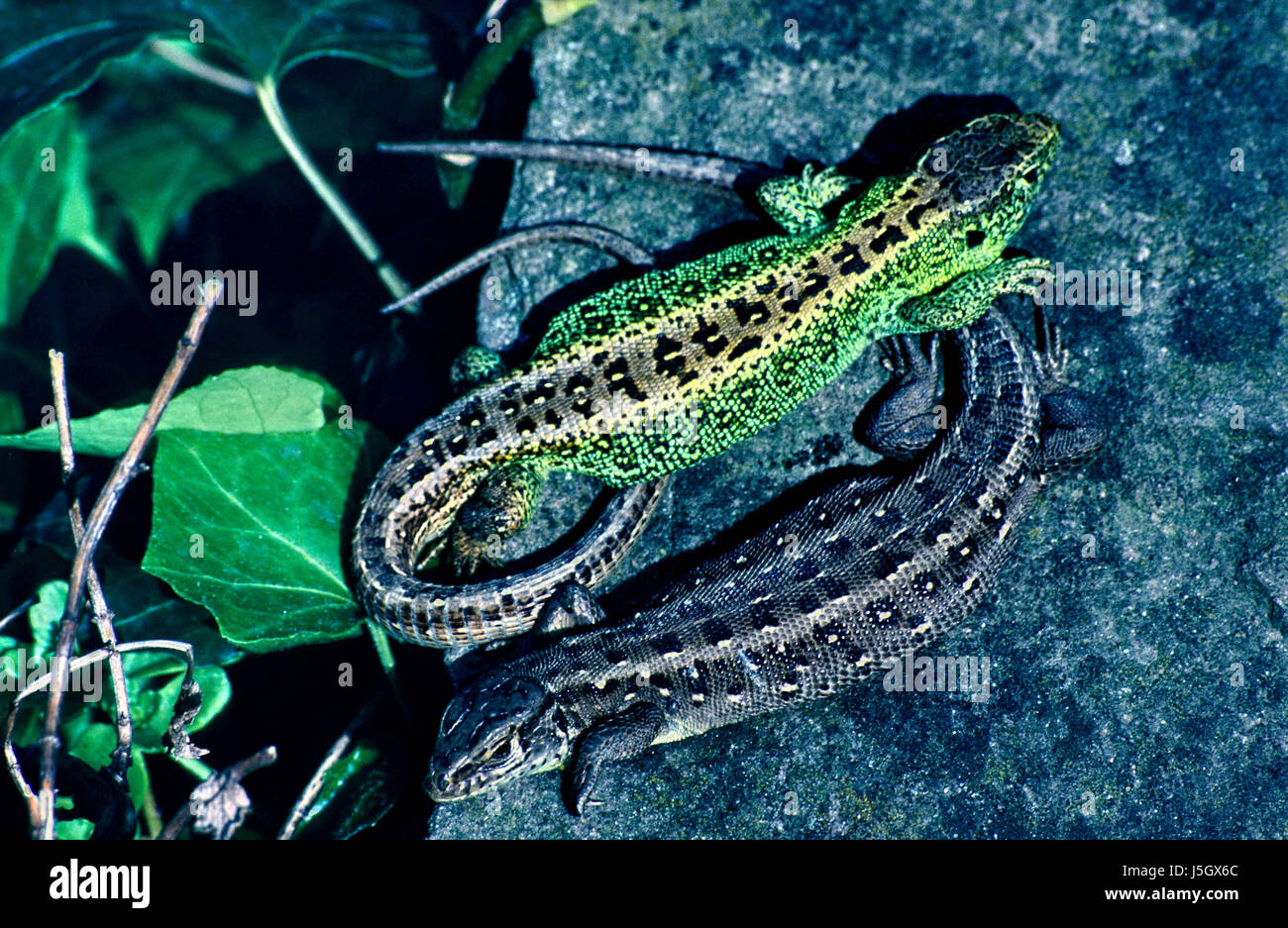 reptile lizard armored saurian armour reptiles crawler lacerta lezard ...