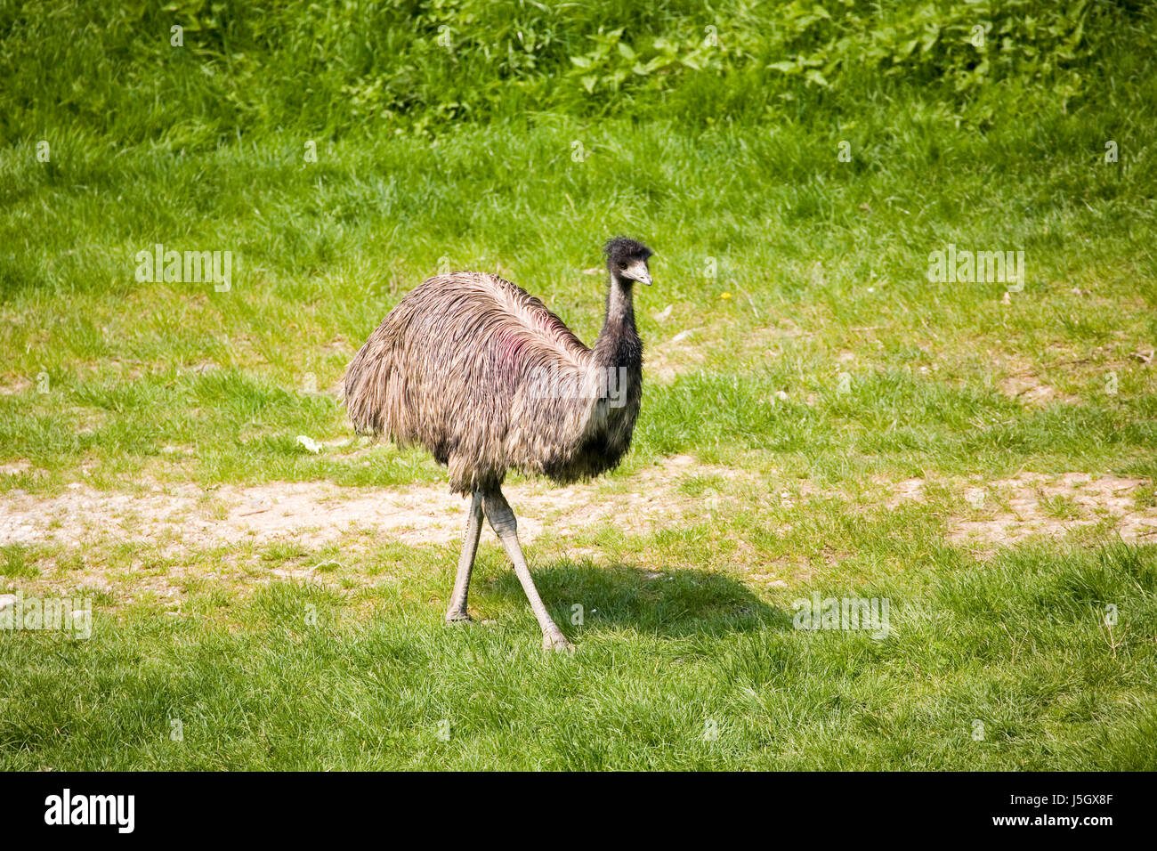 walk go going walking park animal bird fauna animals birds zoo feathers ...