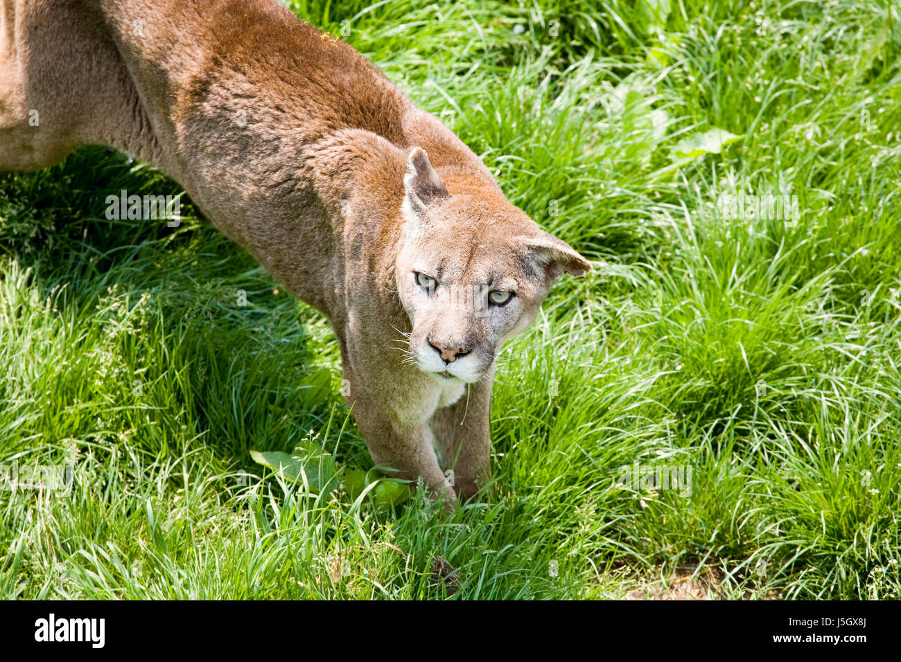 Aerial Animals Images