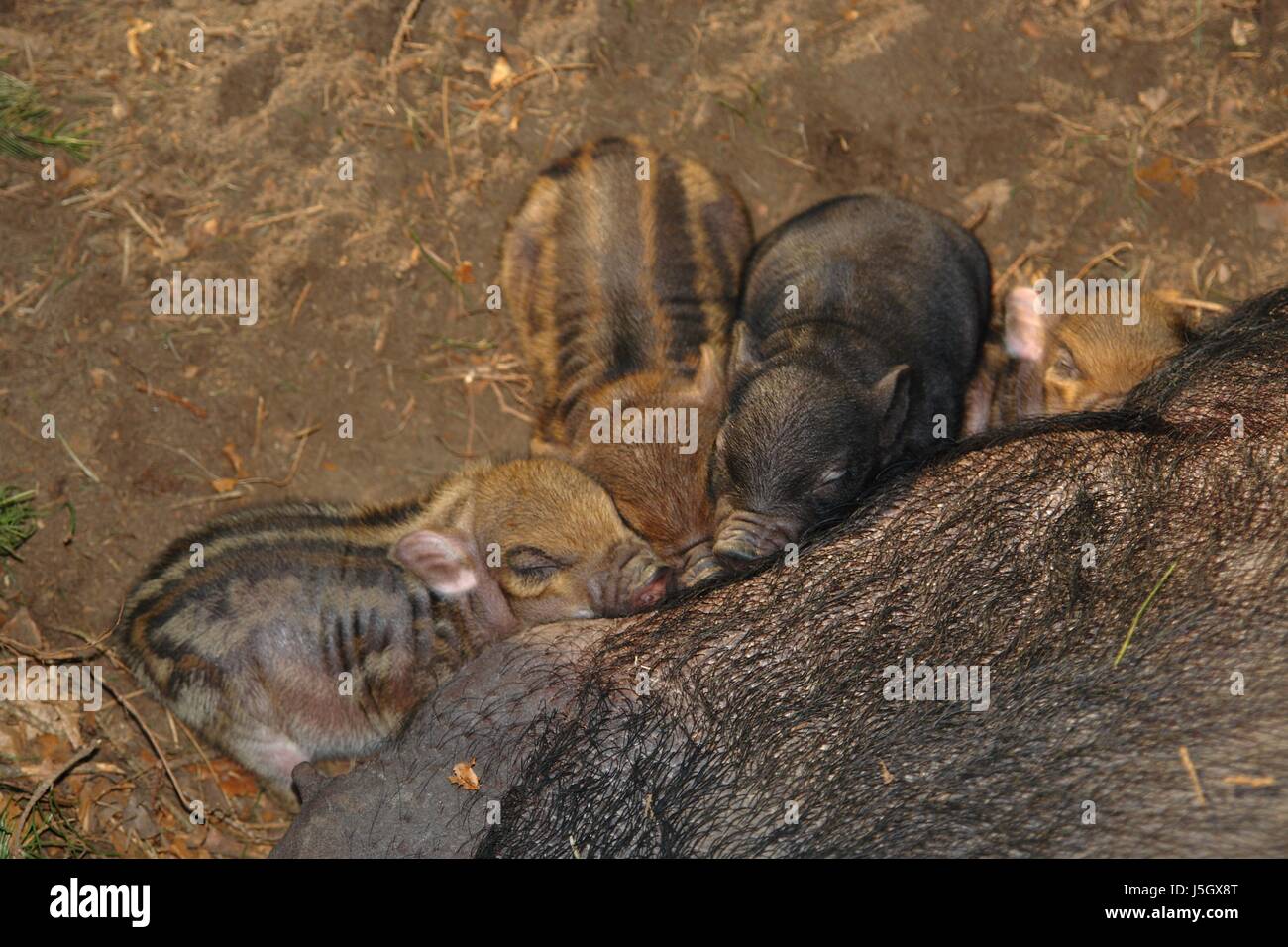 drink drinking bibs animals mammals offspring animal world piglet pigs ...