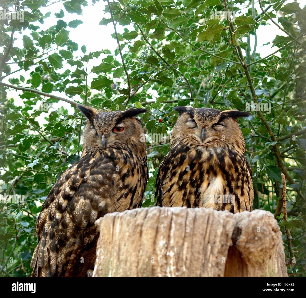 Owls couple hi-res stock photography and images - Alamy