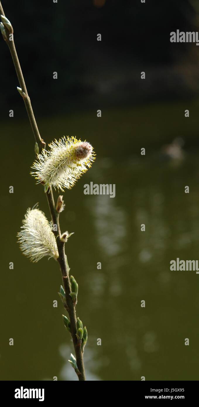 tree bloom blossom flourish flourishing spring bush sallow plant nature ...