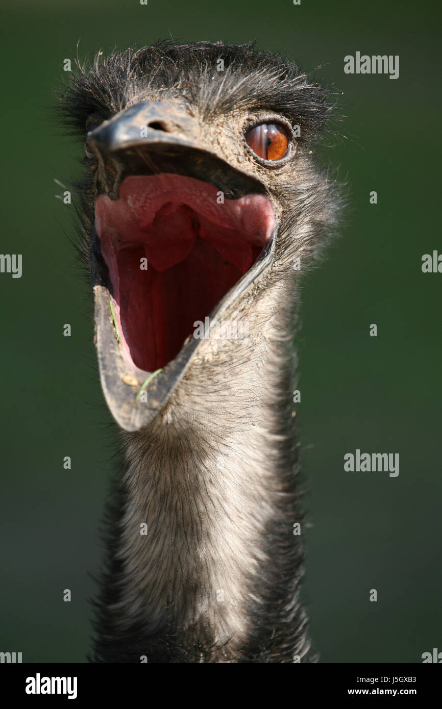 animal bird portrait birds eyes australia beak flightless rip squaller ...