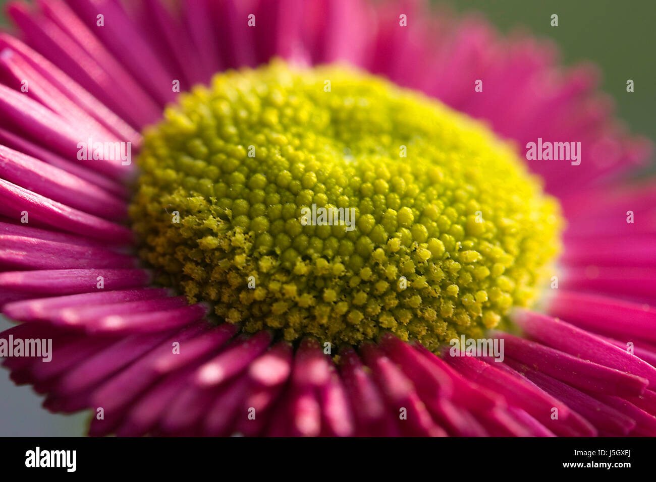 little daisy quite large Stock Photo - Alamy