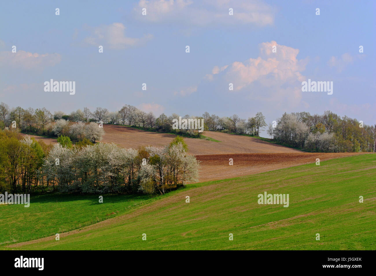 tree trees agriculture farming field spring fields meadows May agrarian ...