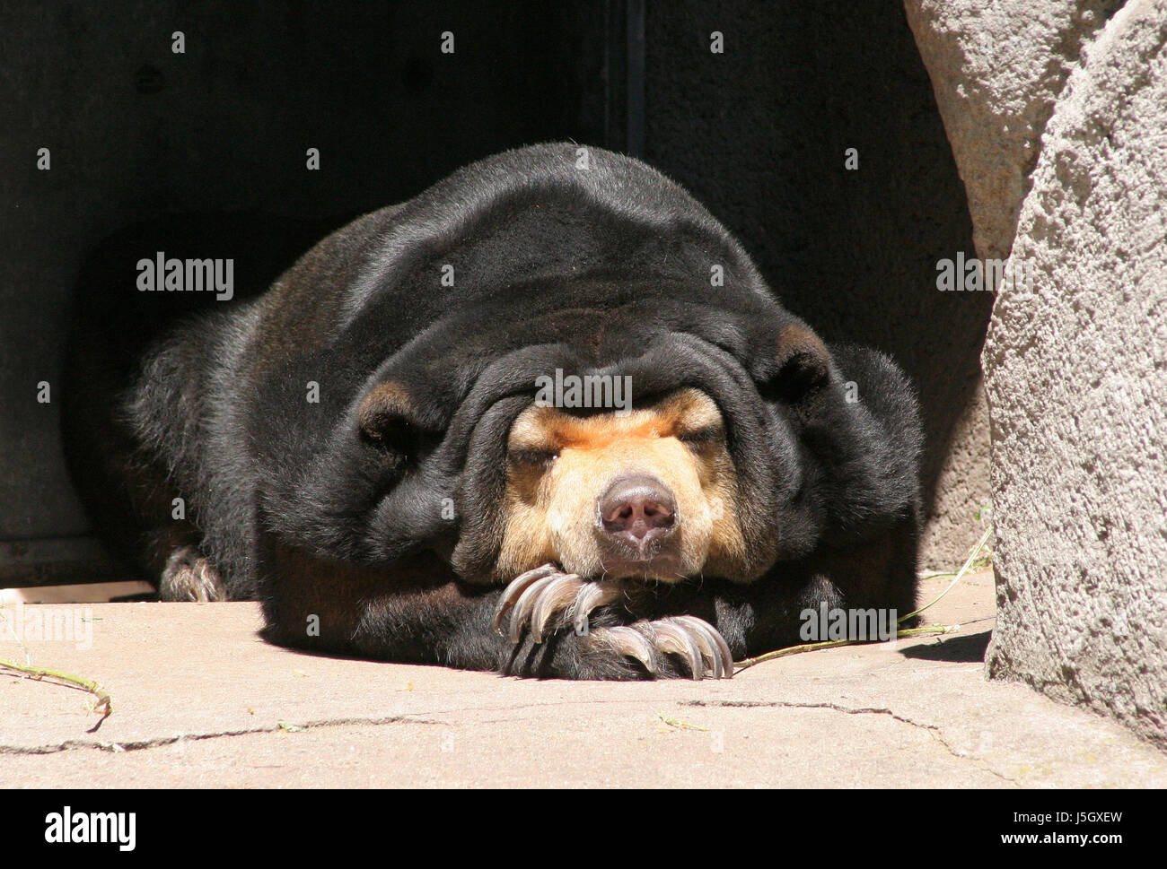 animal bear cave skin sleep sleeping predator tired inert stretcher ...