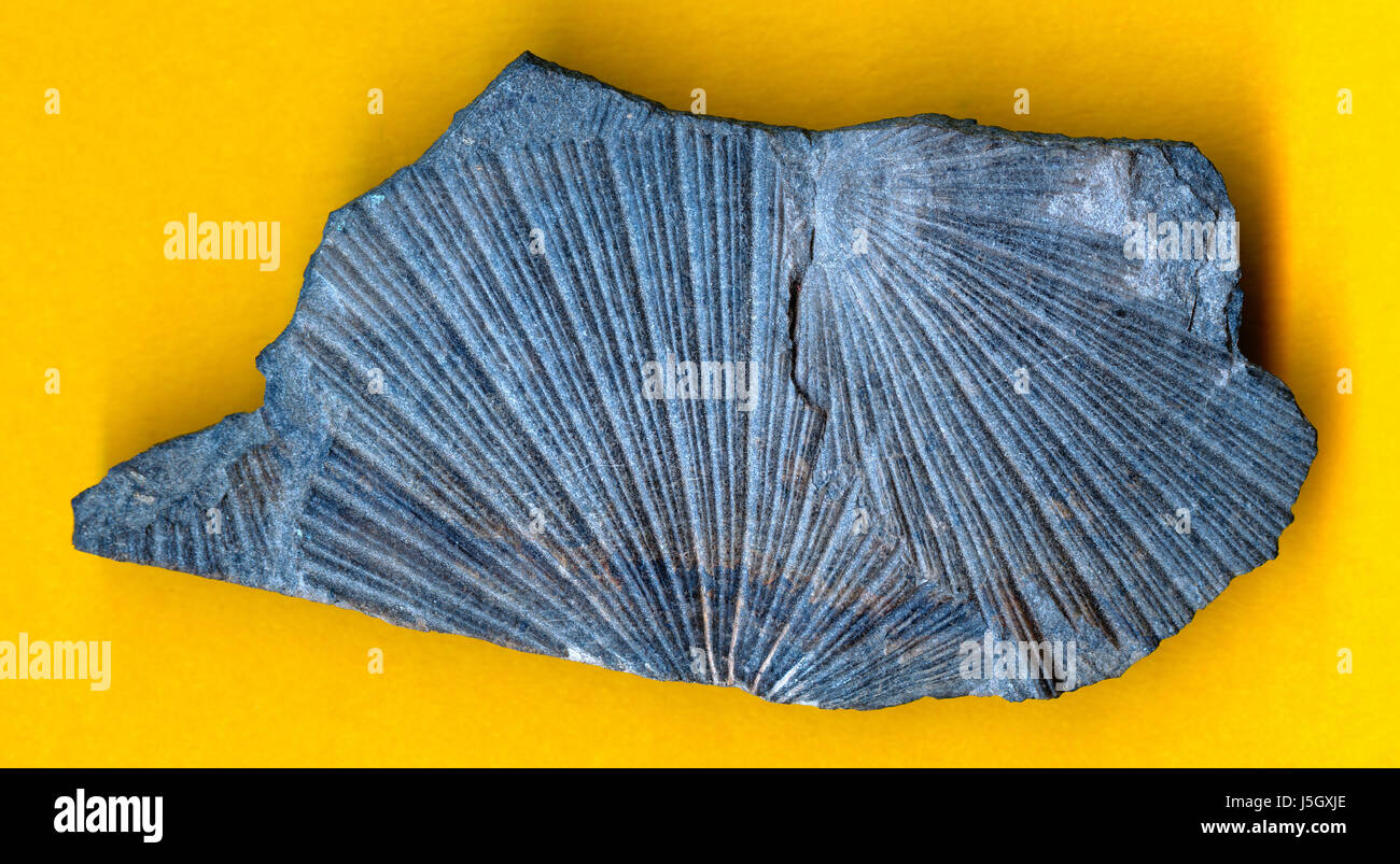 Fossilization and fossils hi-res stock photography and images - Alamy