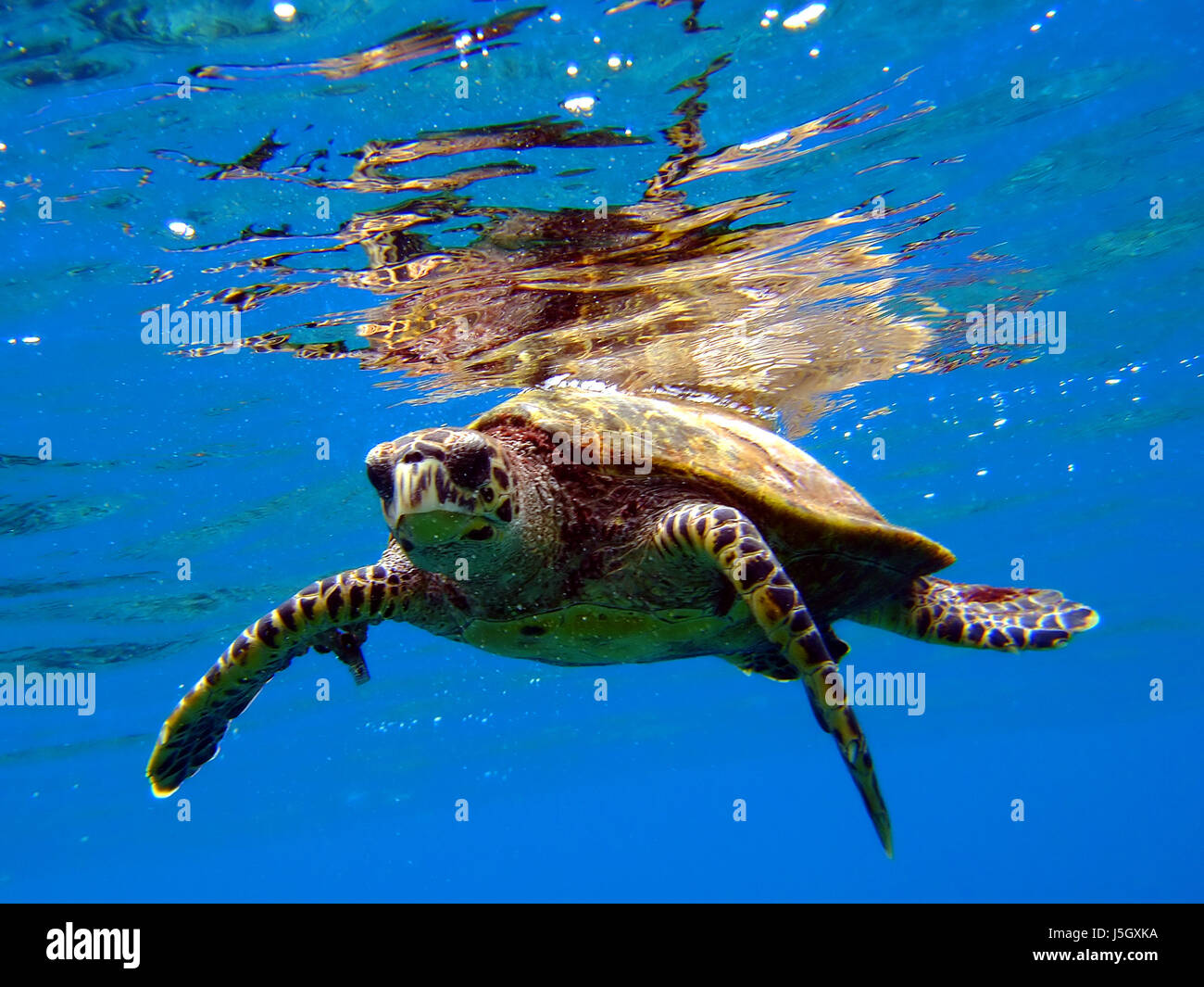 Hawksbill schildkrte hi-res stock photography and images - Alamy