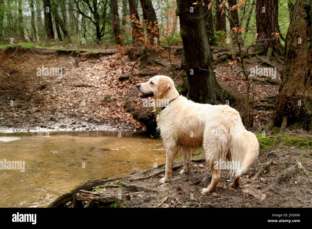 pet pets stream dog dogs more retriever forest river water golden ...