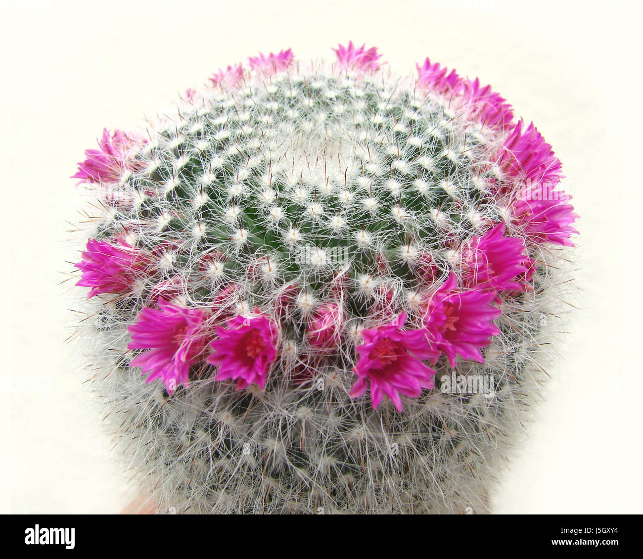 Halo aureole hi-res stock photography and images - Alamy