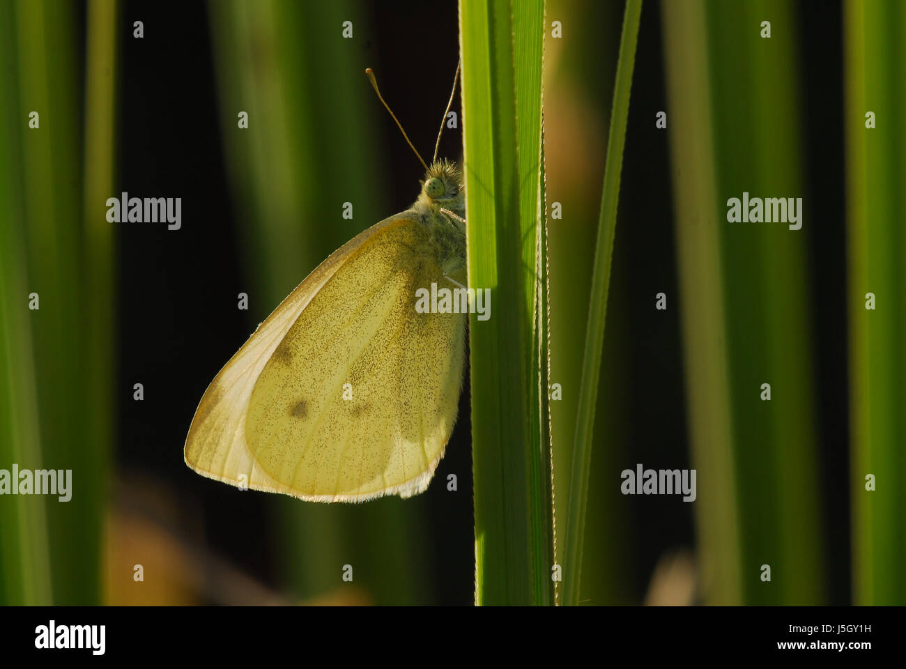 butterfly wing order moth class subordination representative german ...