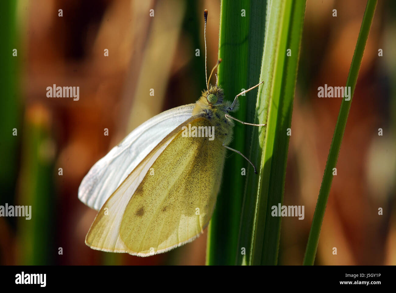 Moth class hi-res stock photography and images - Alamy