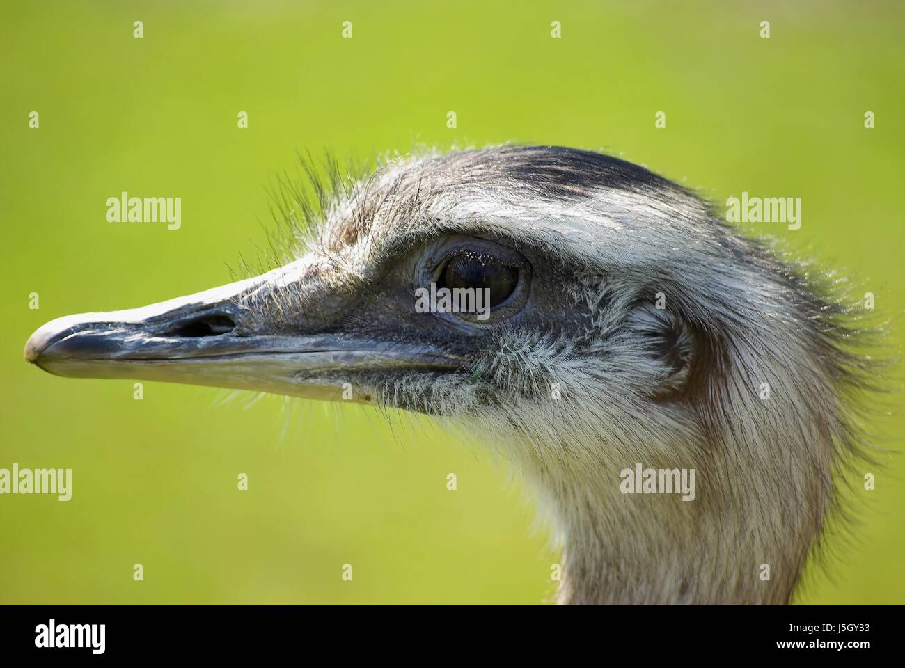 Nandu hi-res stock photography and images - Alamy