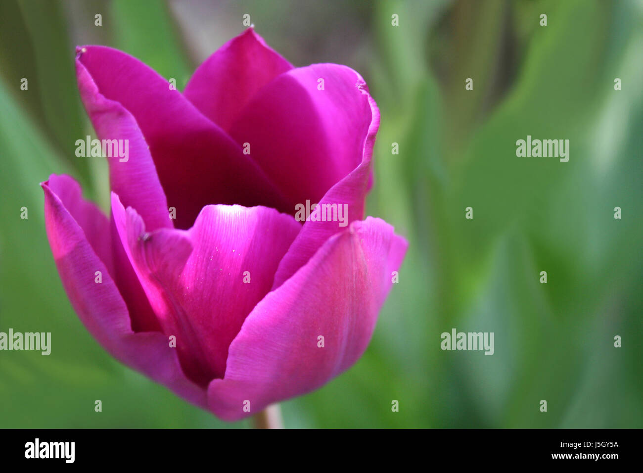 Tulpenknospe hi-res stock photography and images - Alamy