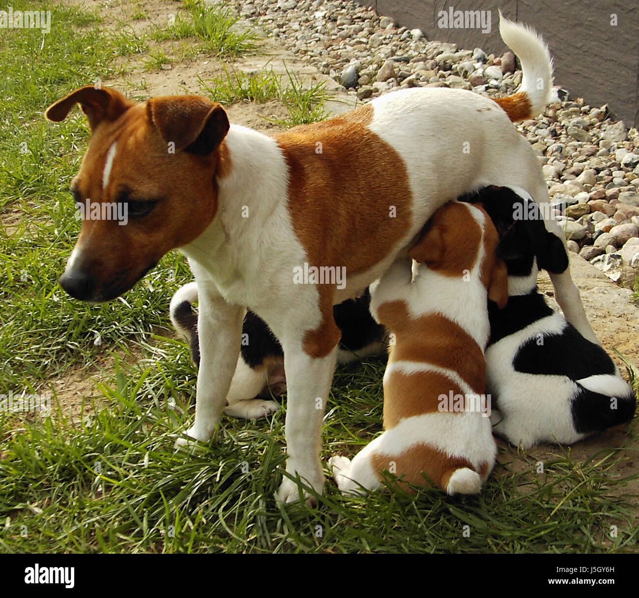 nourish dogs offspring mother mom ma mommy mothers suck female terrier ...