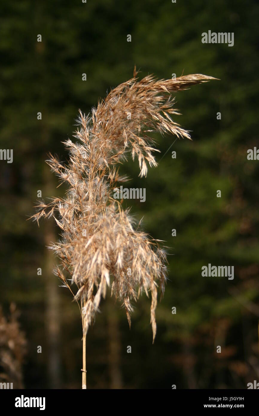 Reed ii hi-res stock photography and images - Alamy