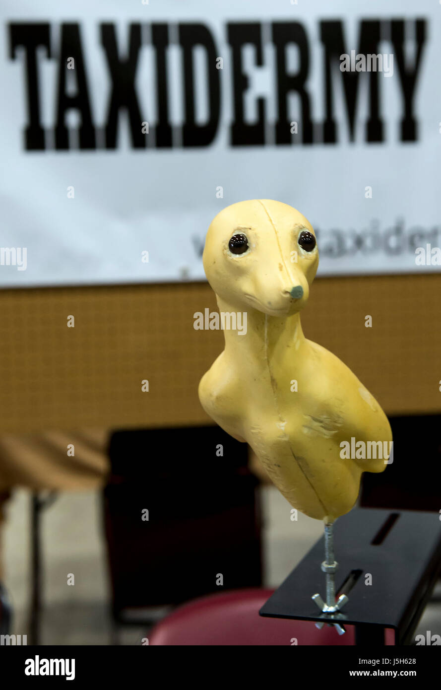 Stretched skins hi-res stock photography and images - Alamy