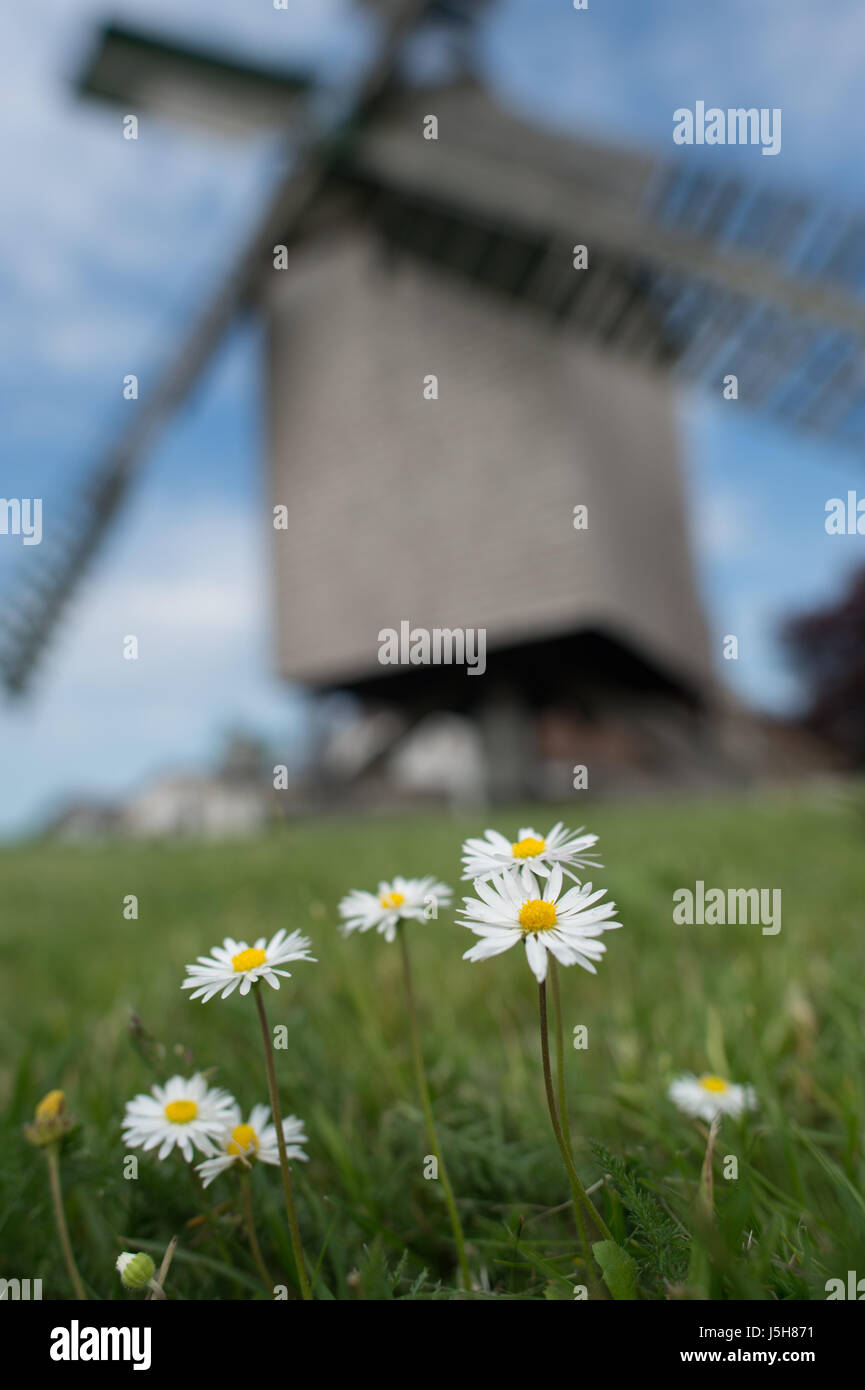 Wolmirstedt, Germany. 17th May, 2017. Daisies blossoming in front of ...