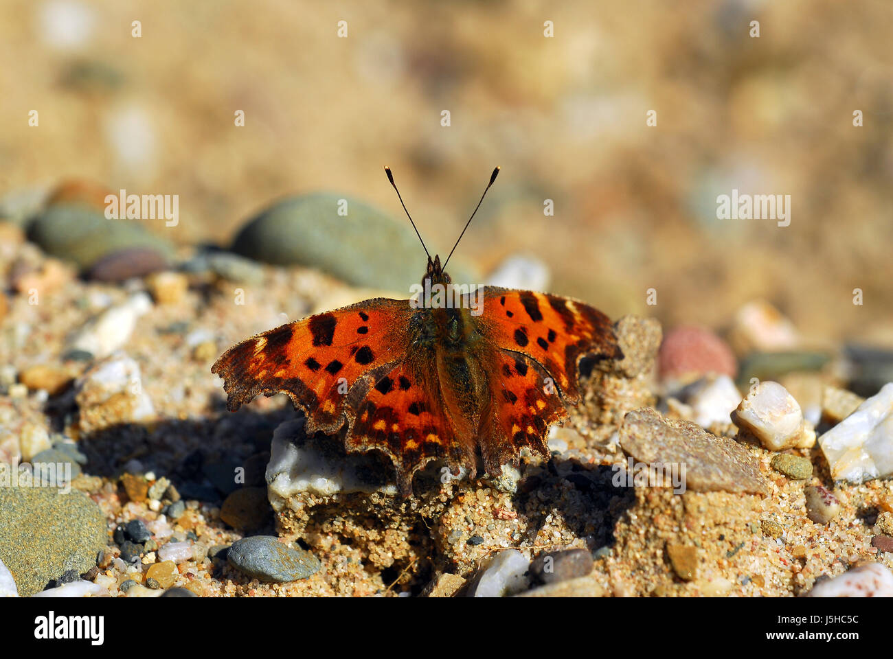 Hintchinson hi-res stock photography and images - Alamy