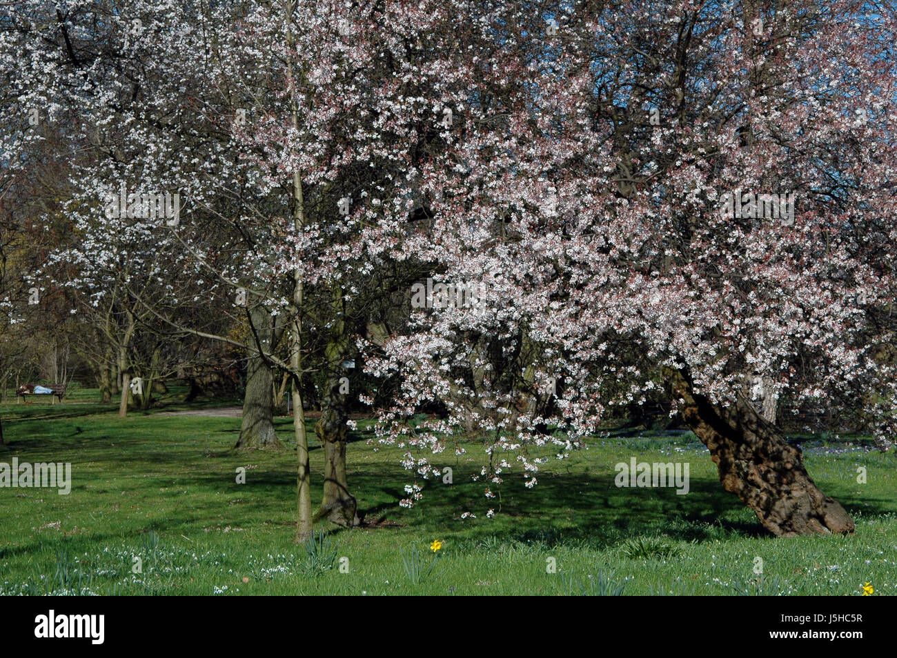 circulation emotions tree trees plant green bloom blossom flourish ...