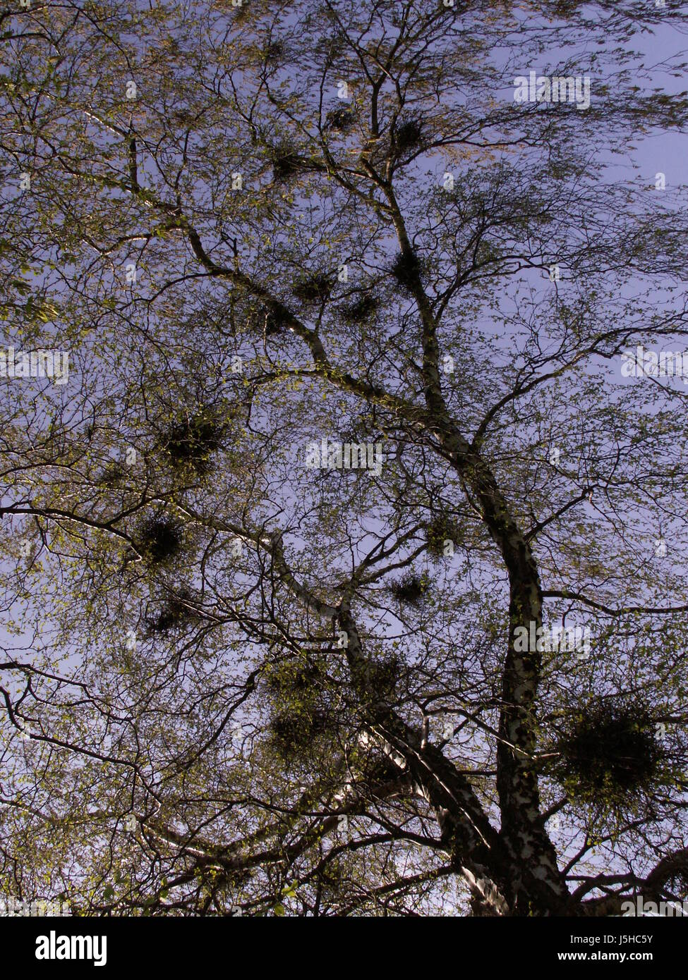 nests in tree Stock Photo - Alamy