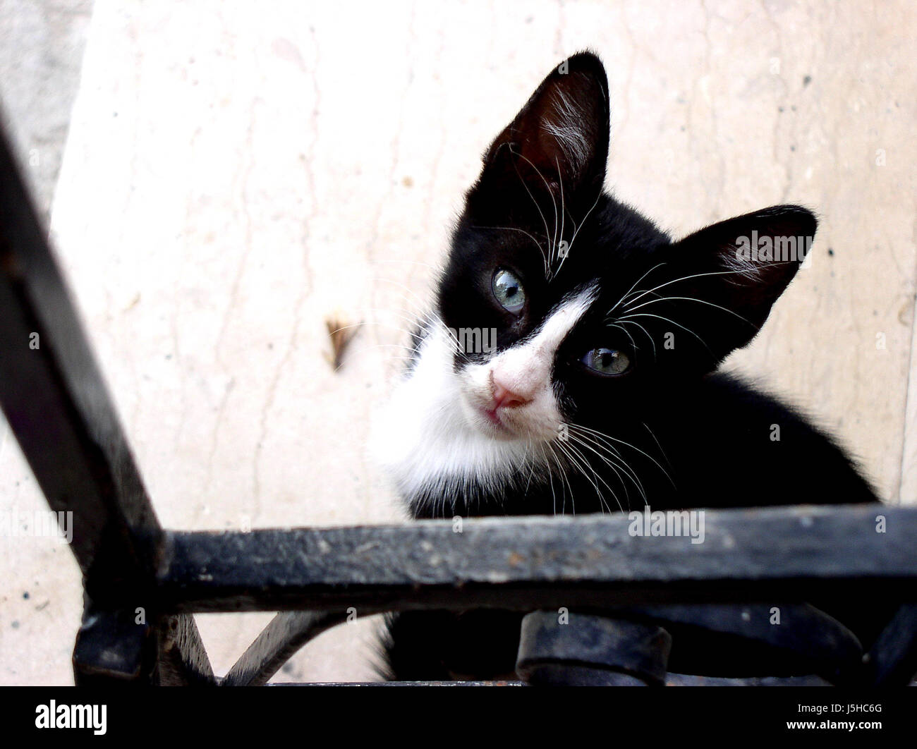 animal pet black swarthy jetblack deep black eyes skin paws pussycat ...