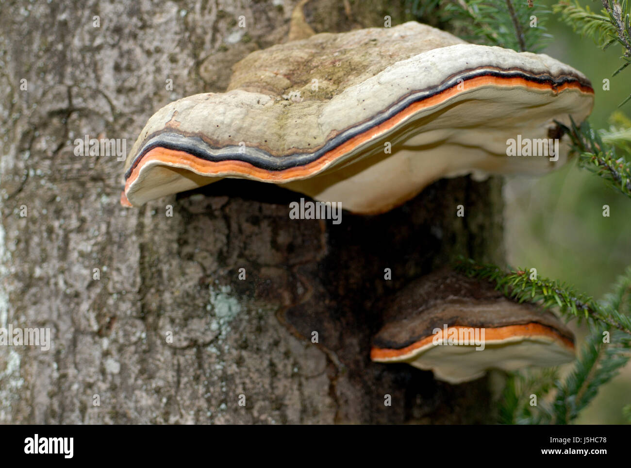 tree mushroom fungus symbiosis sponge forest baumpilz schmarozzer ...