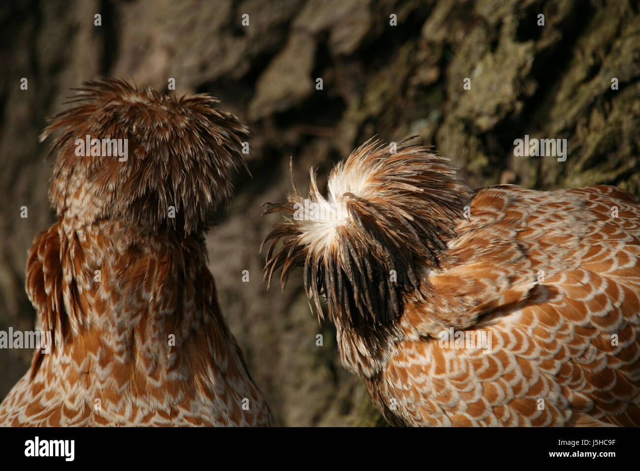 bird birds feathers feathering poultry back rear view male cap female ...