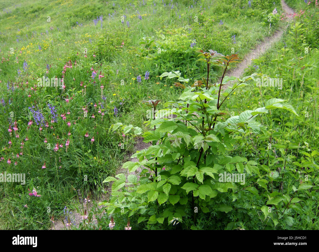 flower flowers plant grasses flower meadow trail meadow blue colour ...