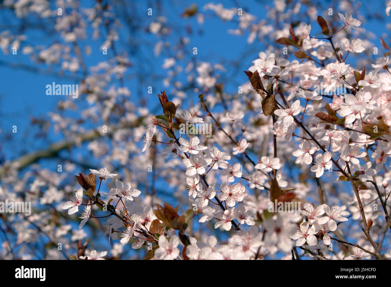 shine shines bright lucent light serene luminous tree bloom blossom ...