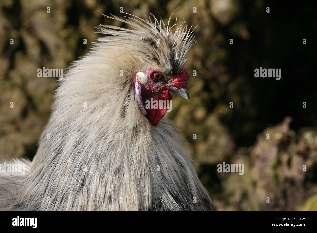 animal bird agriculture farming birds feathers poultry farm animal ...
