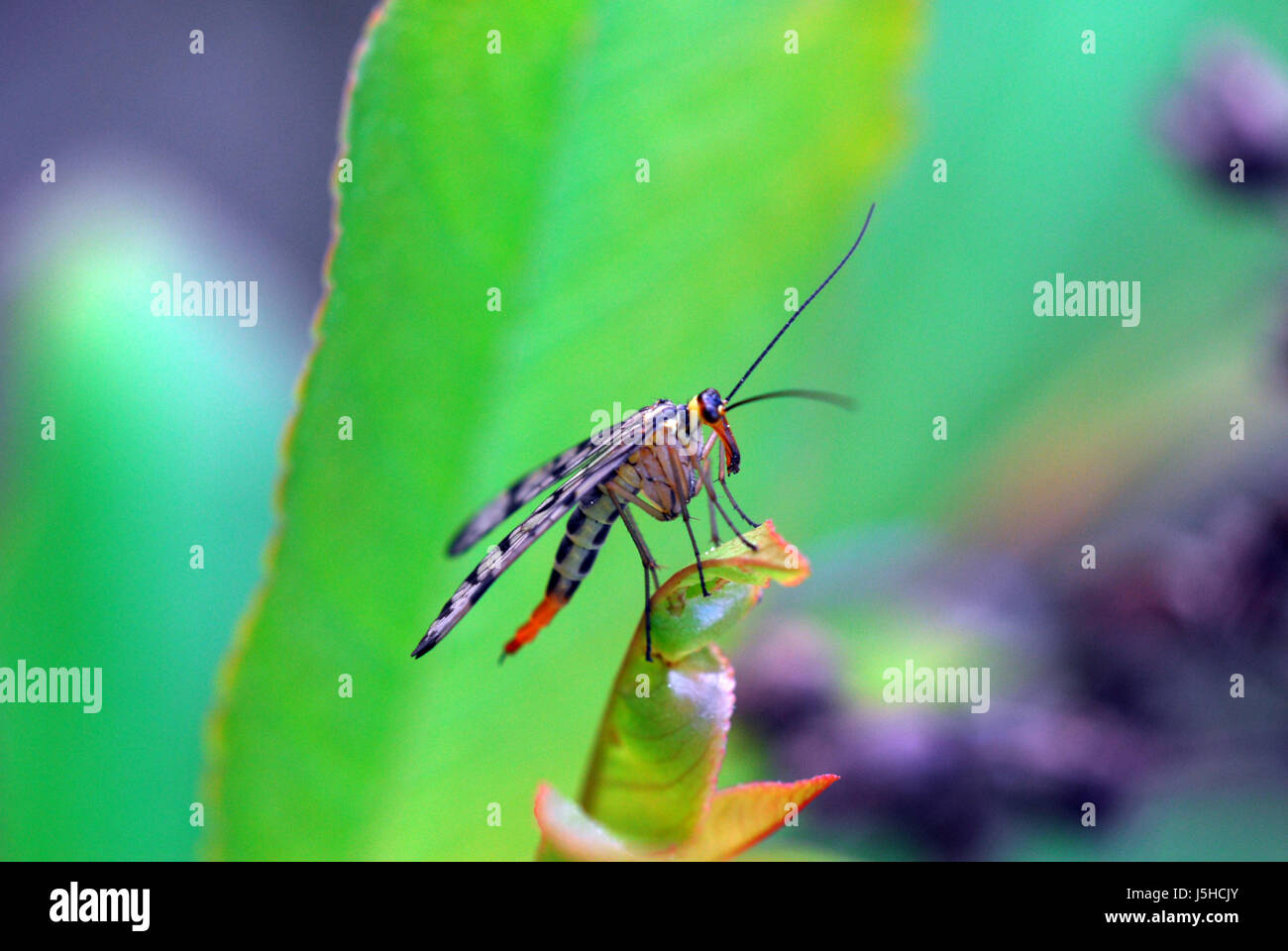 insect insects green wing fly antenna flies flys flying scorpionsfliege ...