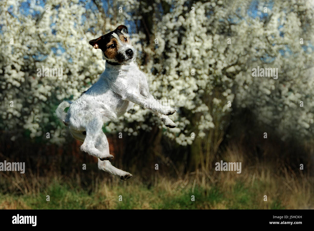 pet dog spring bouncing bounces hop skipping frisks jumping jump funny ...