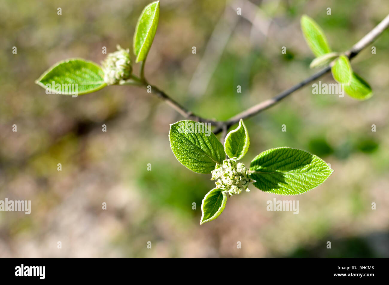 Horizontal photo of tree brunch with fat green lovely leaf bud and ...