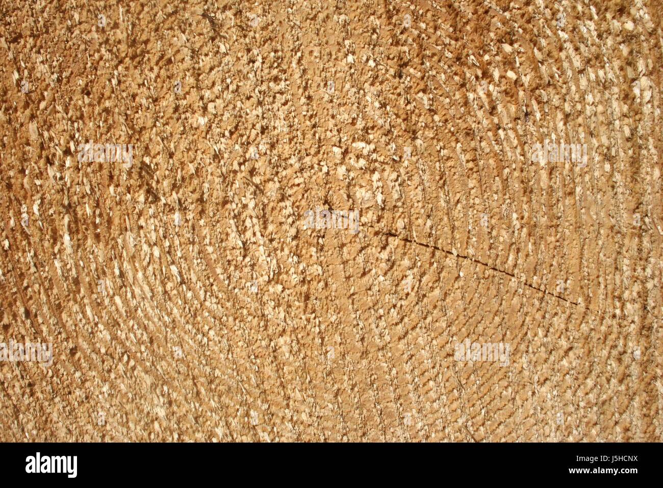 tree wood trunk background image firewood intersection timber wood ...