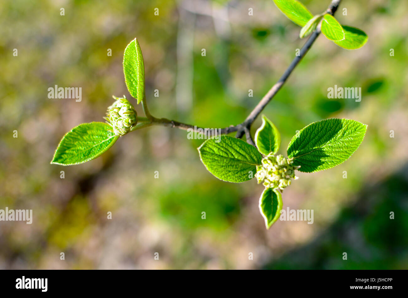 Horizontal photo of tree brunch with fat green lovely leaf bud and ...