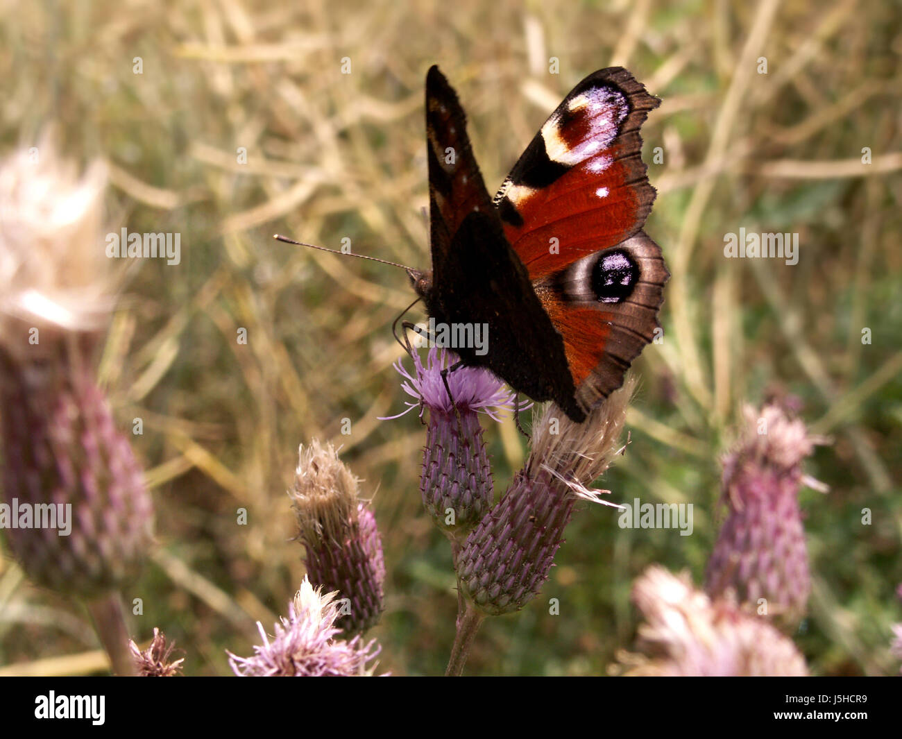 butterfly field wing lateral thistle up on rear view that peacock ...
