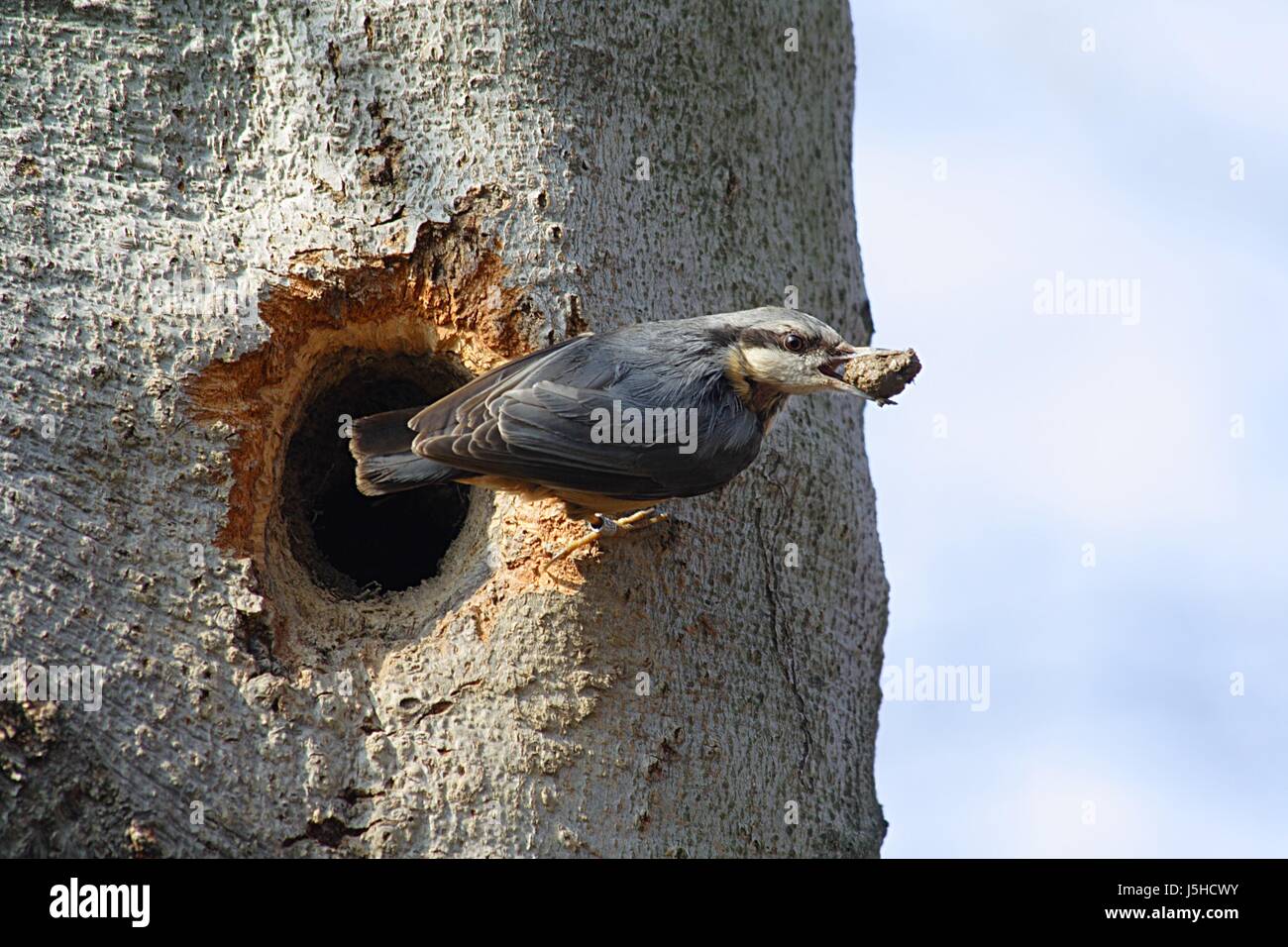 build bird trunk birds spring beak offspring nest singing-bird ...