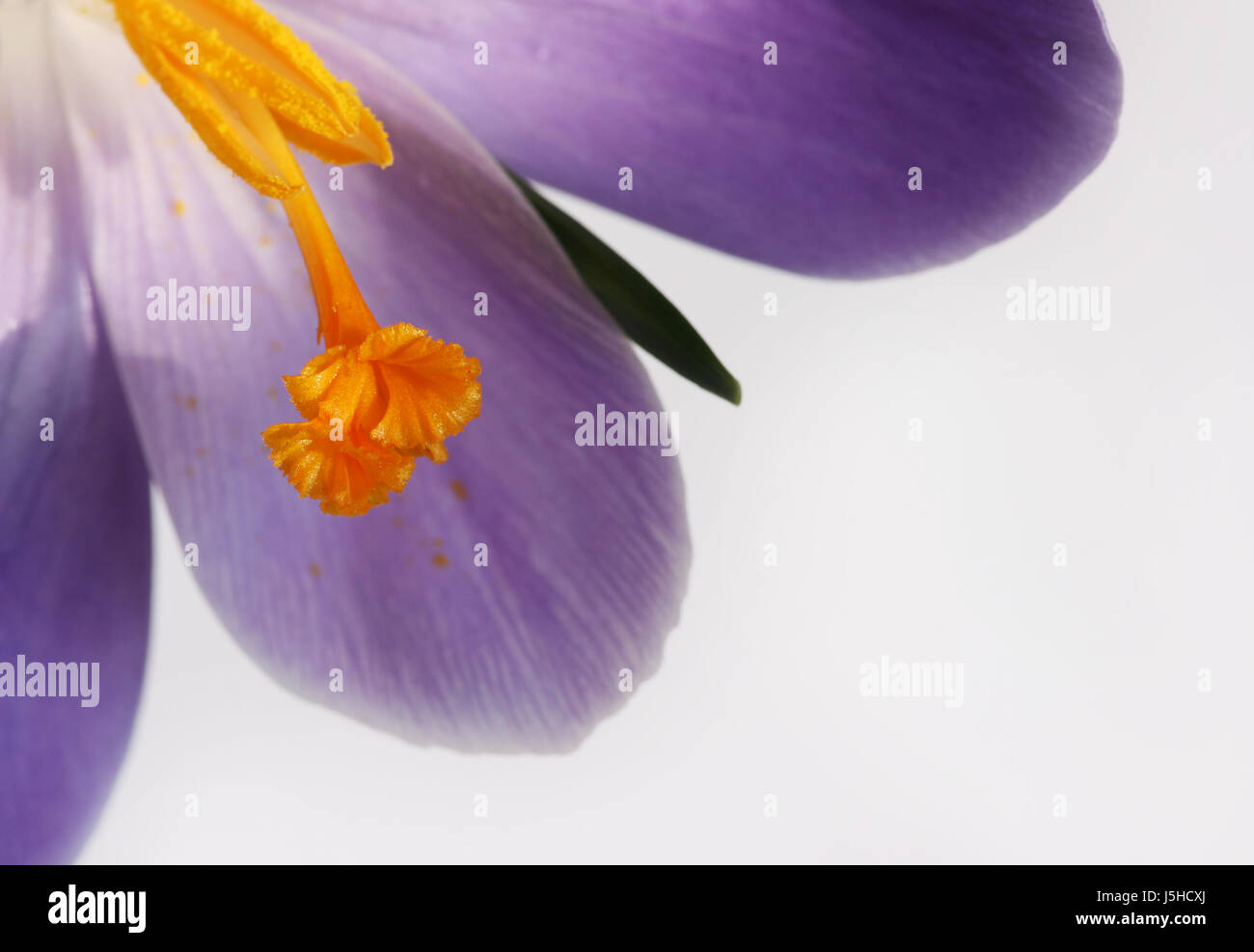 Safranfaden hi-res stock photography and images - Alamy