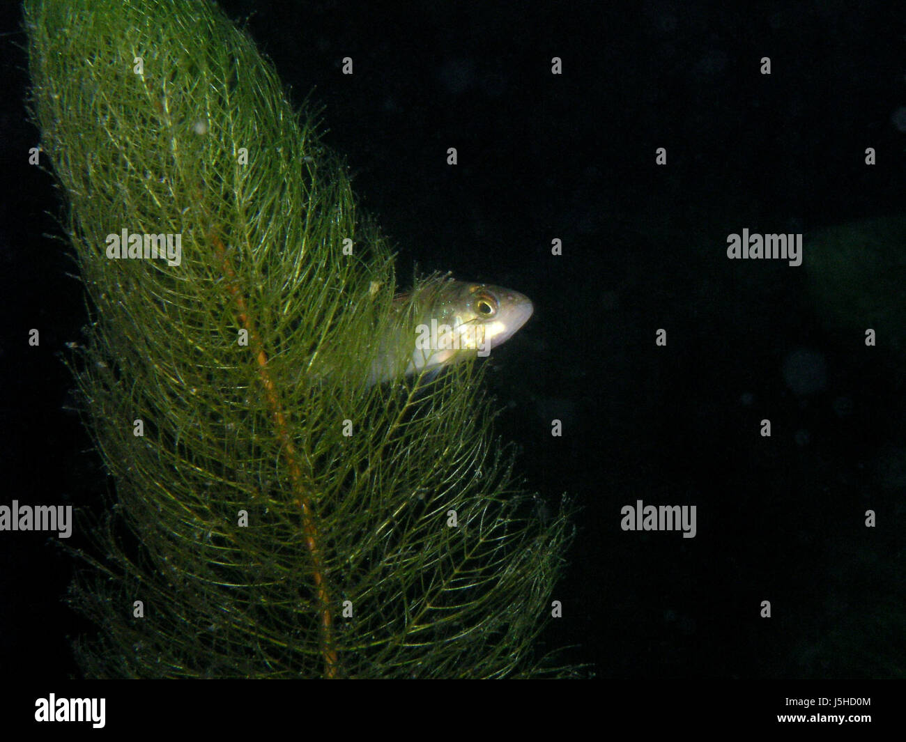 Mouth night nighttime fish hi-res stock photography and images - Alamy